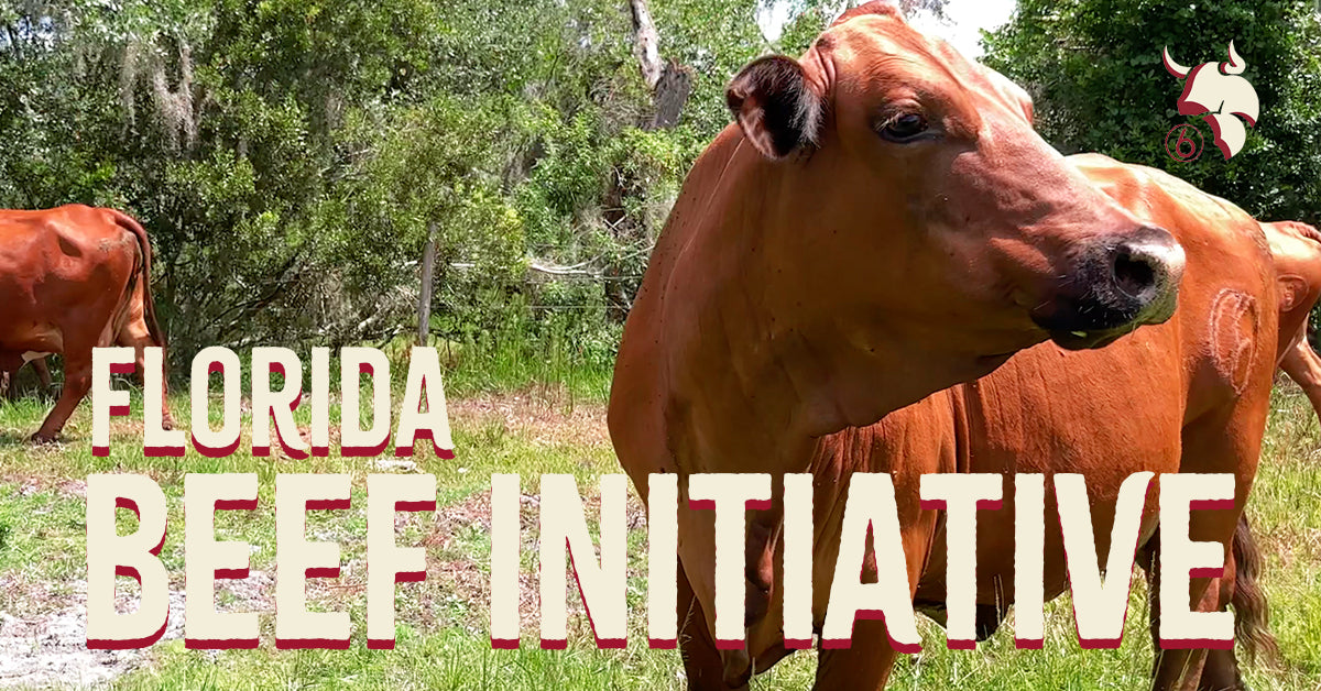 Collections – Beef Initiative