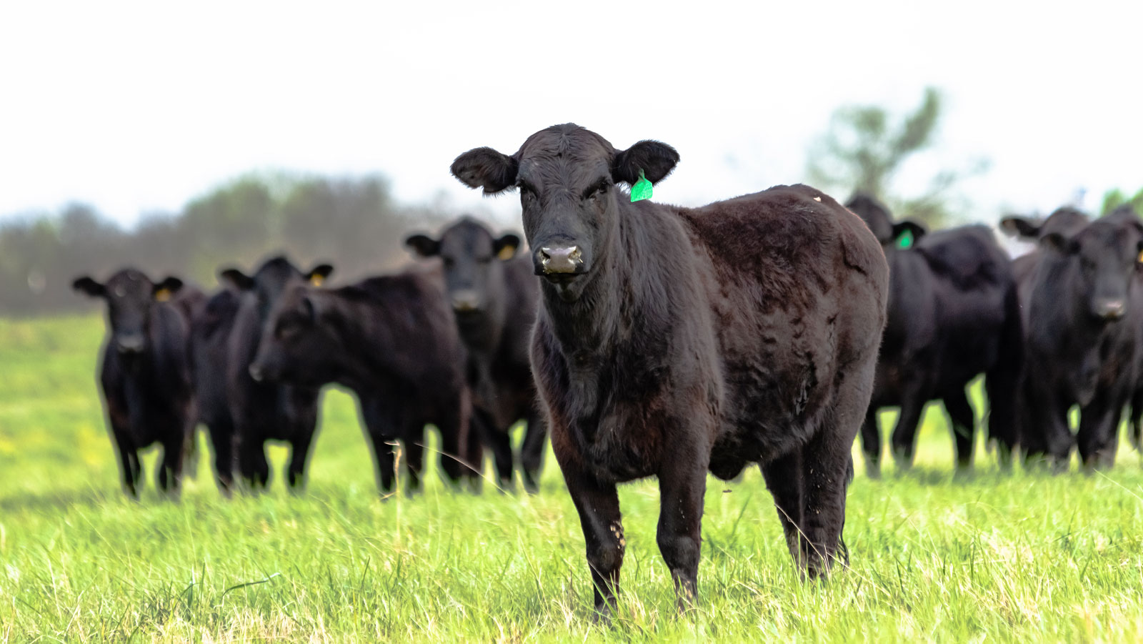 Beef – Beef Initiative