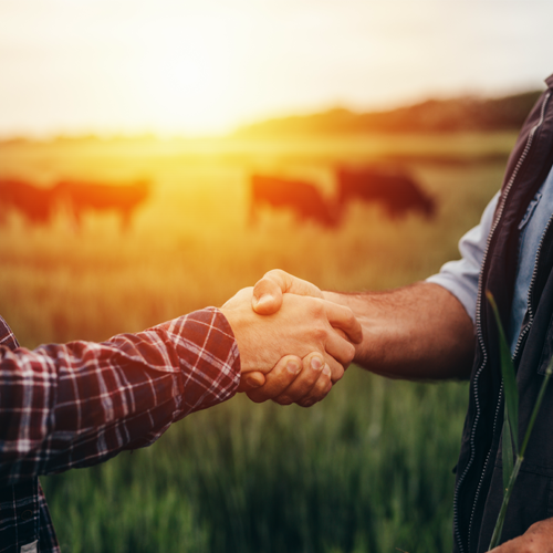 The Beef Initiative - Championing localized food supply