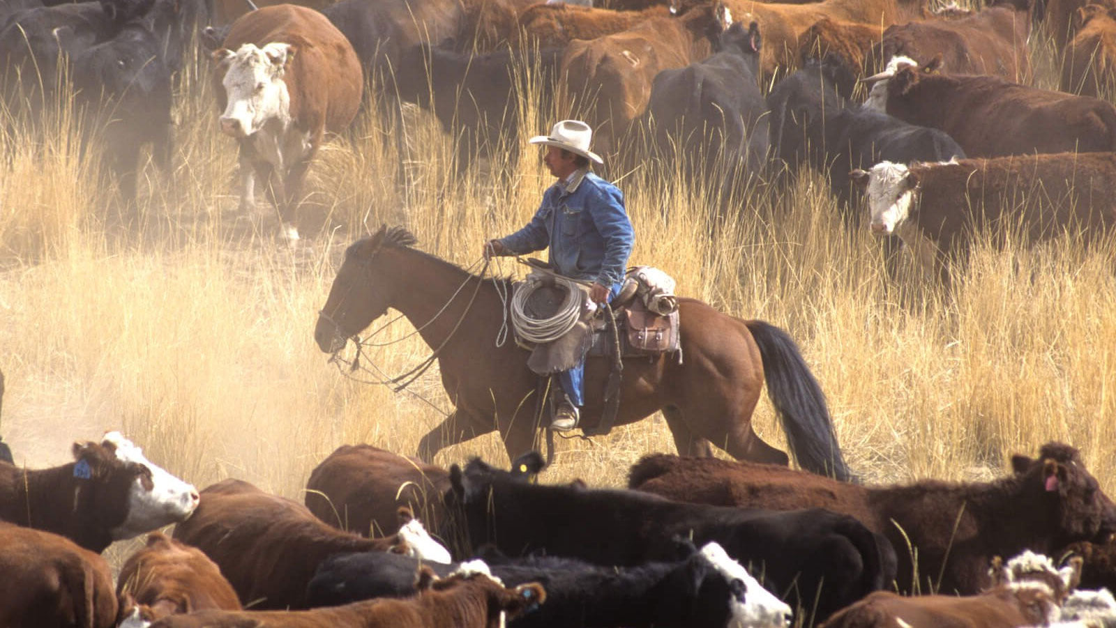 Texas – Beef Initiative